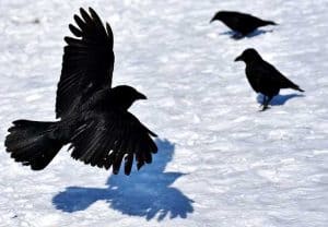 What is a Group of Ravens Called? [Group Of Ravens Name]
