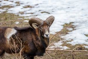 What is a Male Sheep Called? [Facts You Should Know]
