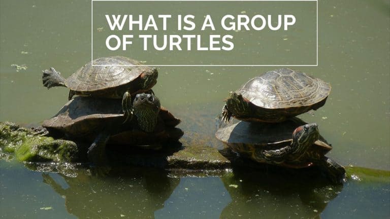 What Is a Group of Turtles Called? [Group Of Turtles Name]