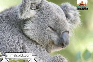 What Does a Koala Sound Like? (Bellow to Shriek- Koala Sounds and What ...