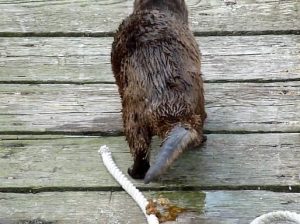 What Does Otter Poop Look Like? (OMG! Surprising Look)
