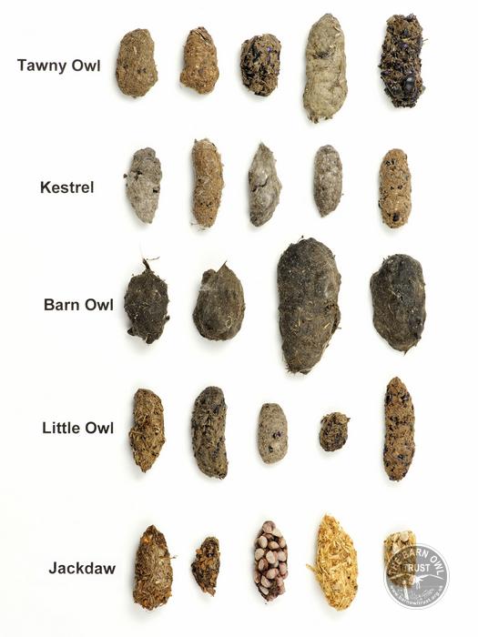 What Does Owl Poop Look Like - AnimalsPick
