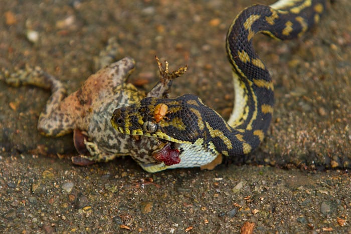 What Does Snake Poop Look Like - AnimalsPick