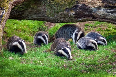 What is a Group of Badgers Called - AnimalsPick