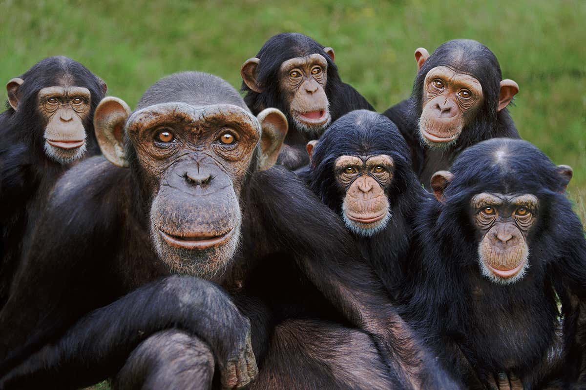 What is a Group of Chimps Called - AnimalsPick