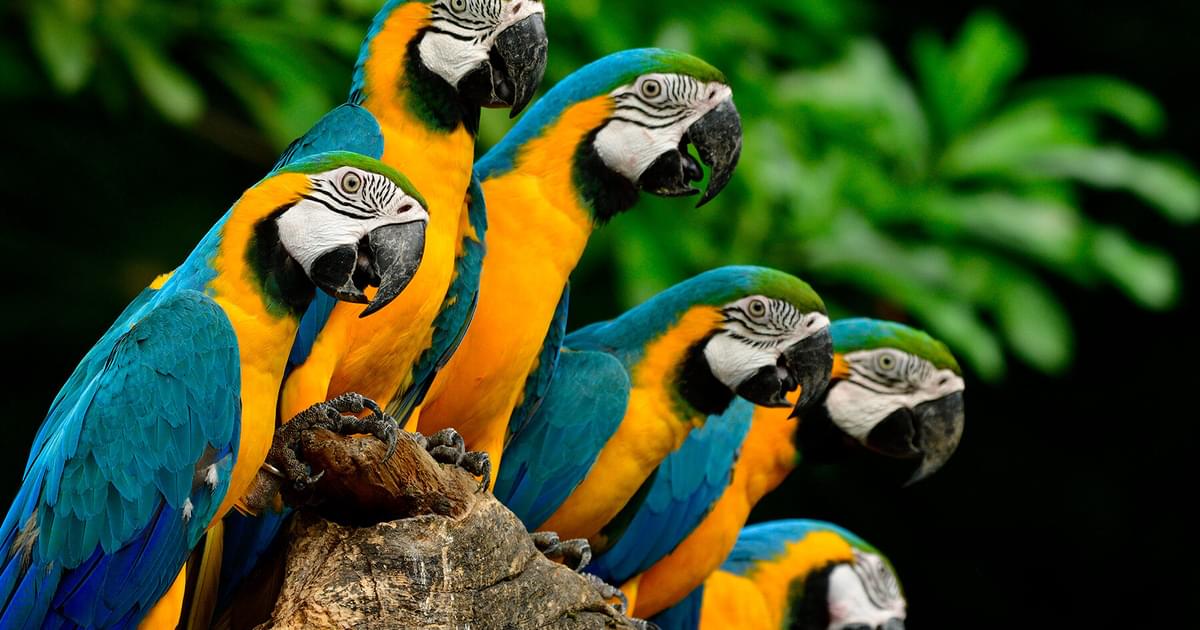 What is a Group of Parrots Called - AnimalsPick