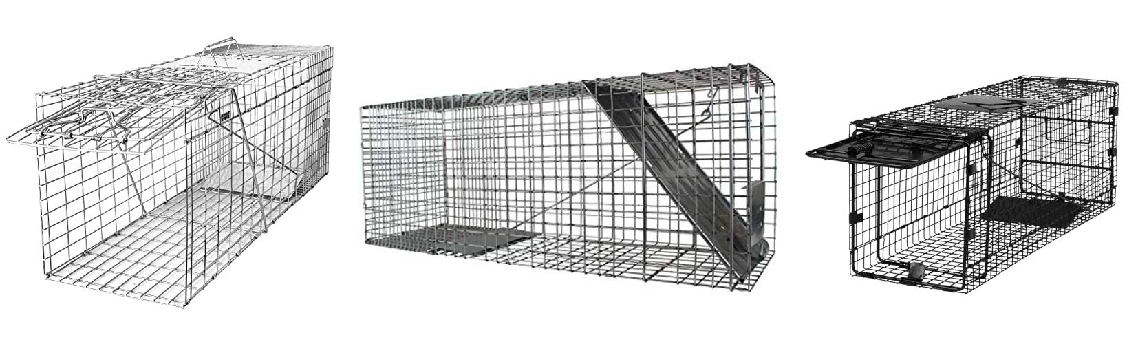 Top 5 Cat Traps: Reviews & Buying Guide for Safe Trapping - AnimalsPick