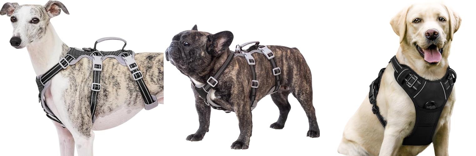 Top 5 Dog Harnesses for Greyhounds: Comfort & Safety Reviewed - AnimalsPick
