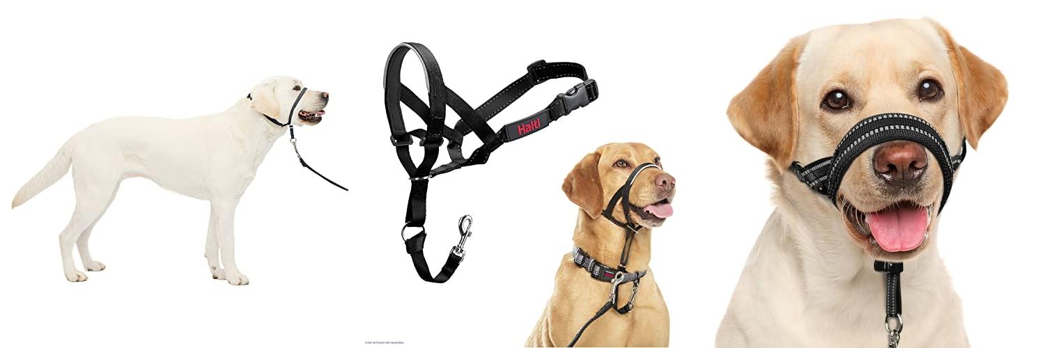Top 5 Dog Head Collars: Reviews & Expert Buying Guide - AnimalsPick