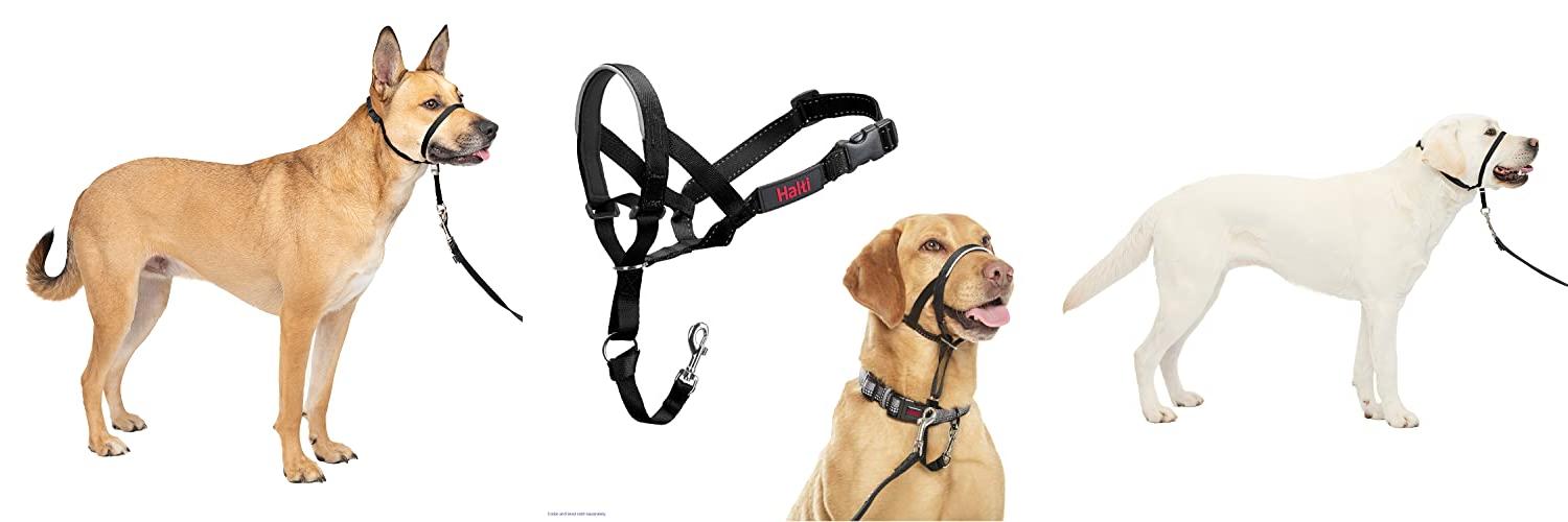Top 5 Dog Head Halters: Reviews & Buyer's Guide for Dogs - AnimalsPick