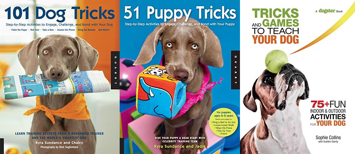 Top 5 Dog Tricks: A Guide for Fun & Easy Dog Training! - AnimalsPick