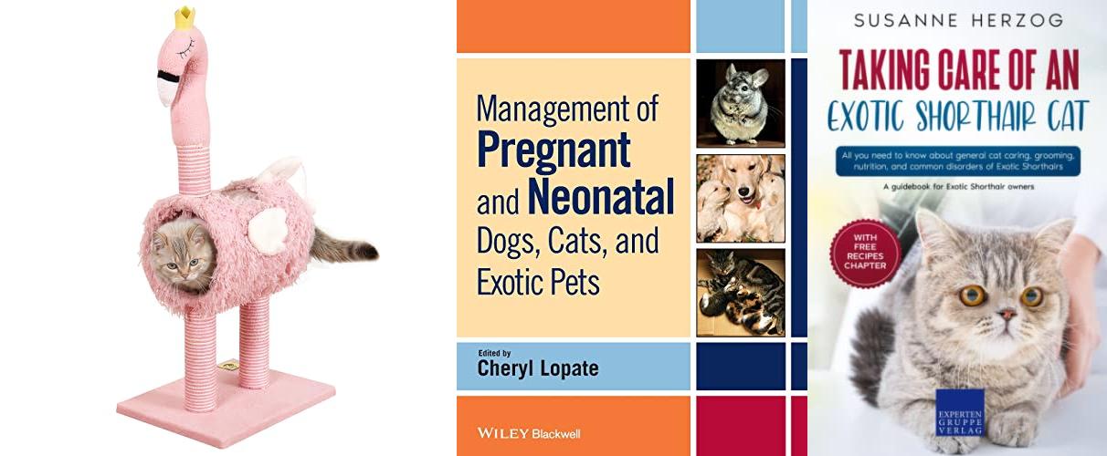 Top 5 Exotic Cat Breeds For Pets: A Comprehensive Guide - AnimalsPick