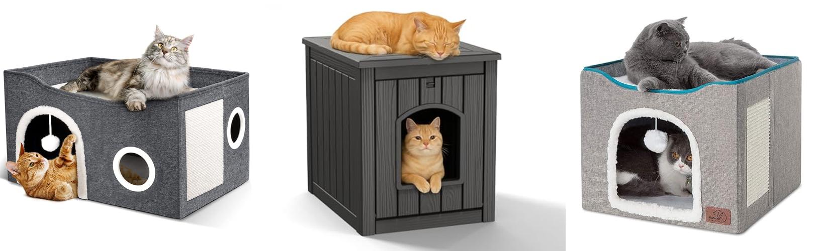 Top 5 House Cat Breeds: A Breed Guide & Care Review - AnimalsPick