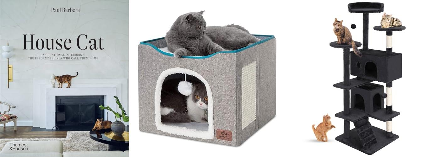 Top 5 House Cat Breeds: A Comprehensive Guide for New Owners - AnimalsPick