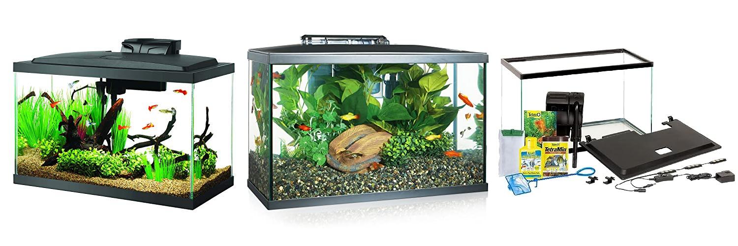 Best 10 Gallon Fish - Top 5 Picks & Review - AnimalsPick