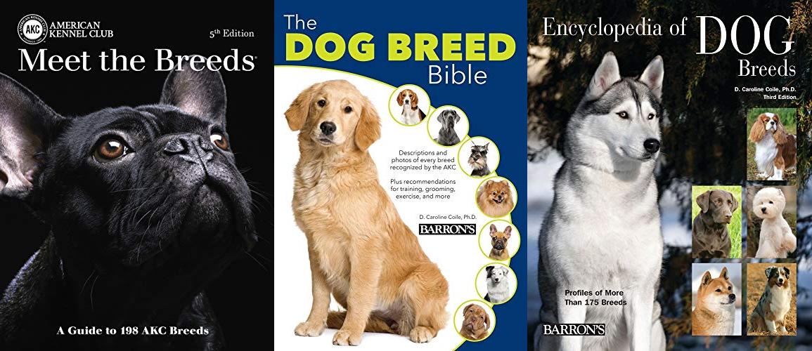 Best Dog Breeds For Temperament - Top 5 Picks & Review - AnimalsPick