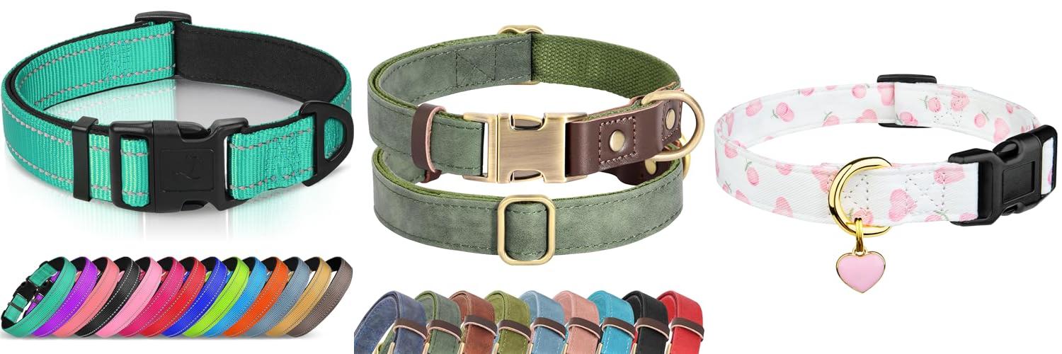 - Top 5 Dachshund Collars: Your Ultimate Buying Guide - AnimalsPick