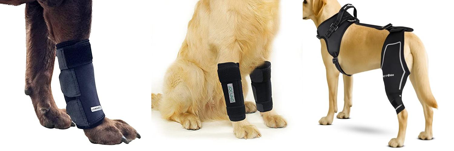 Top 5 Dog Front Leg Braces: Your Buying Guide - AnimalsPick