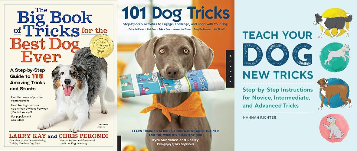 Top 5 Dog Tricks: Your Ultimate Training Guide - AnimalsPick