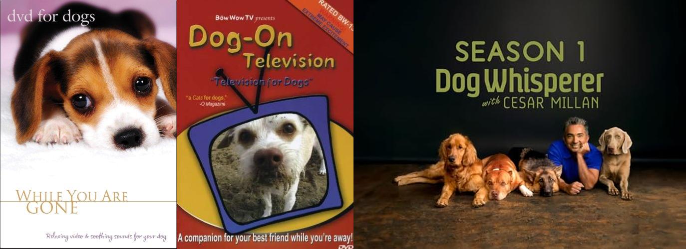 Best Dog Tv - Top 5 Picks & Review - AnimalsPick