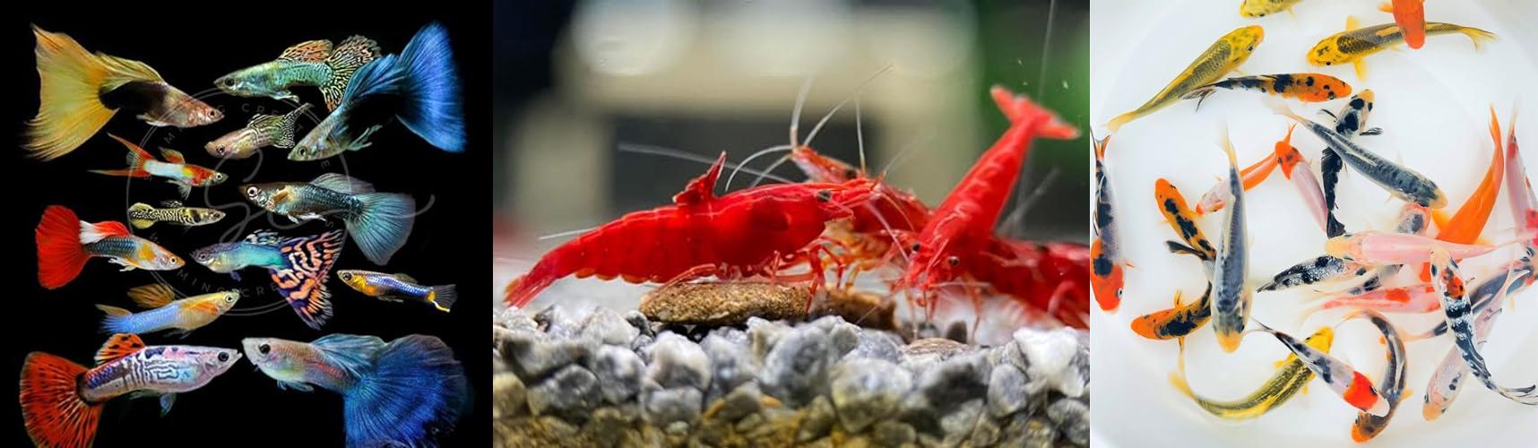 Best Exotic Fish - Top 5 Picks & Review - AnimalsPick