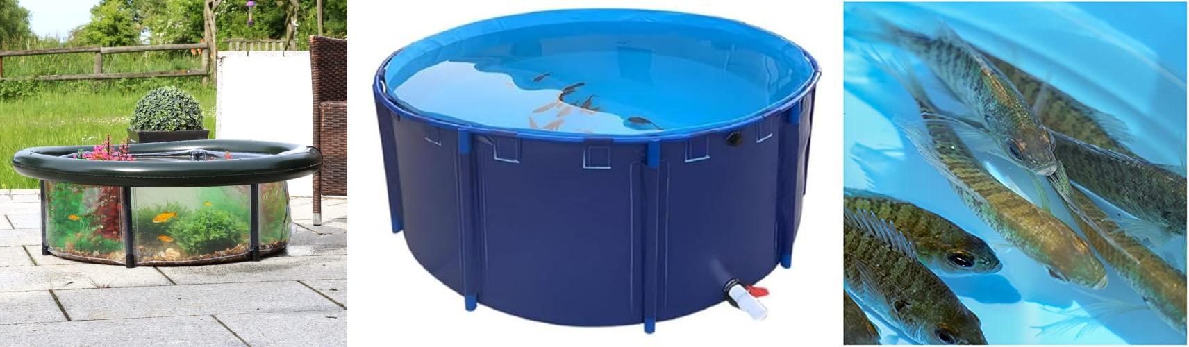 Best Fish For Backyard Pond - Top 5 Picks & Review - AnimalsPick