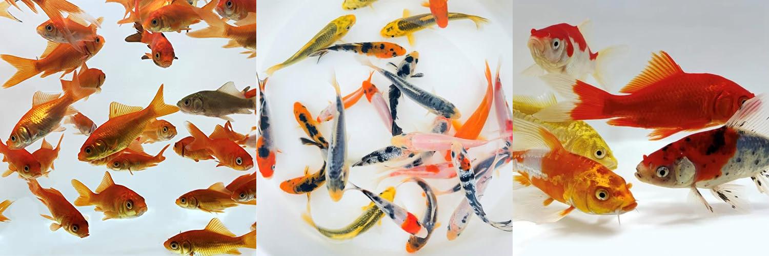 Best Fish For Your Pond: Top 5 Picks Reviewed - AnimalsPick