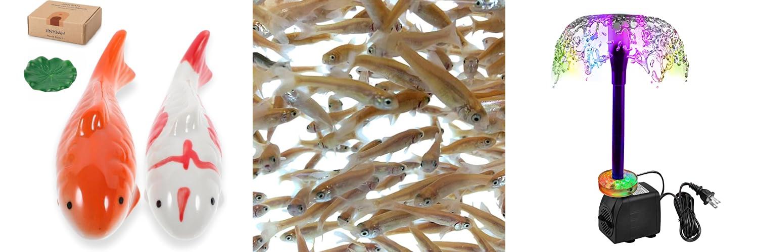 Best Fish For Small Pond - Top 5 Picks & Review - AnimalsPick