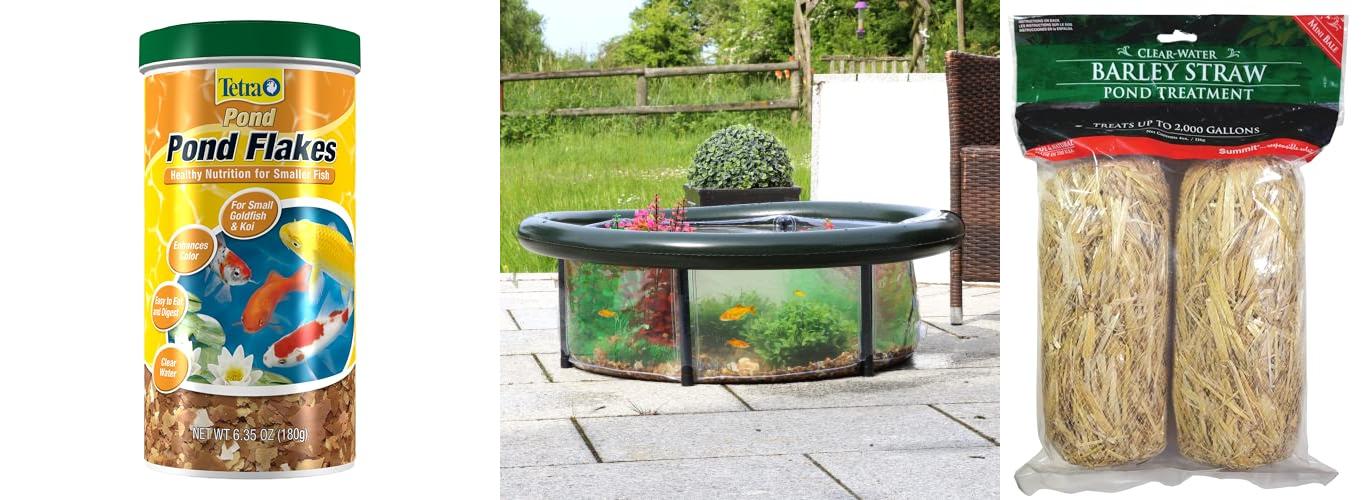 Best Fish For Small Ponds - Top 5 Picks & Review - AnimalsPick