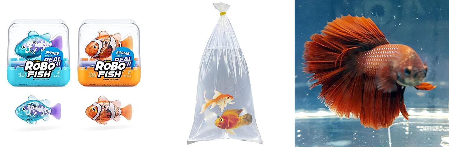 Best Fish Pets - Top 5 Picks & Review - AnimalsPick