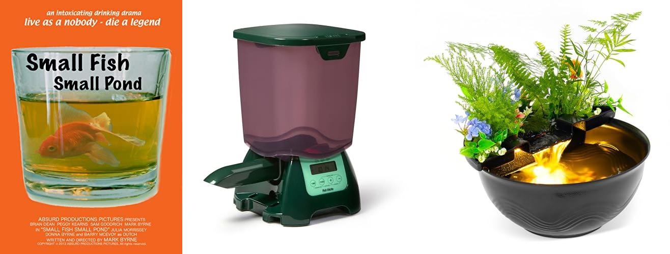 Best Fish Small Pond - Top 5 Picks & Review - AnimalsPick
