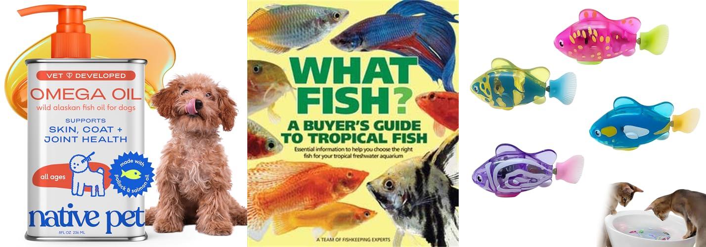 Best Fish To Have As Pets - Top 5 Picks & Review - AnimalsPick