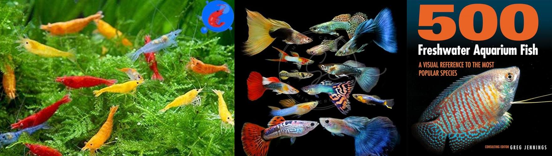 Top 5 Freshwater Fish: Your Starter Aquarium Guide - AnimalsPick