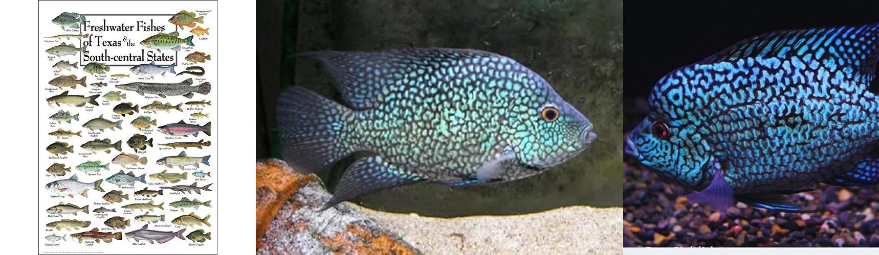 Best Freshwater Fish To Eat In Texas - Top 5 Picks & Review - AnimalsPick