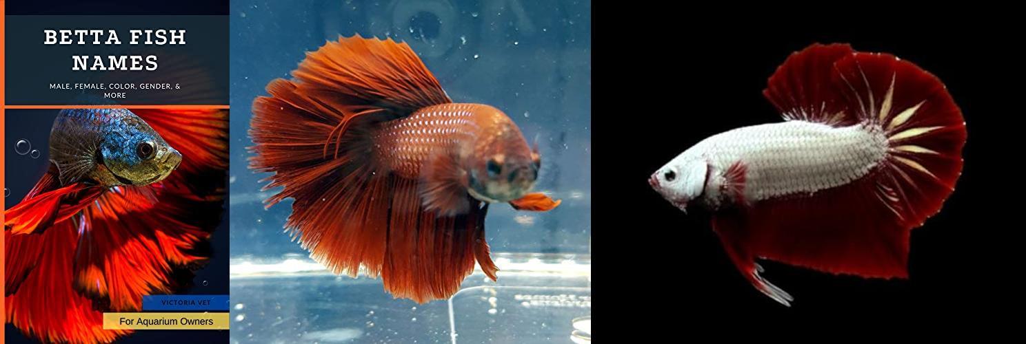 Top 5 Male Betta Names: Your Perfect Fish Guide - AnimalsPick