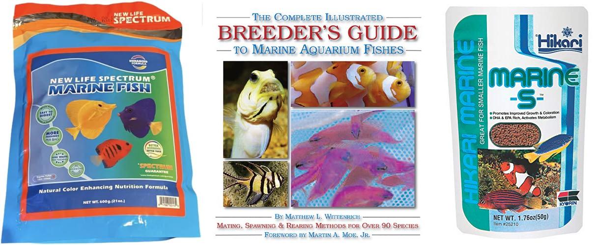 Top 5 Marine Fish: Your Ultimate Aquarium Guide - AnimalsPick