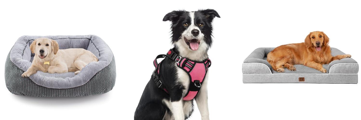 Best Medium Sized Dog - Top 5 Picks & Review - AnimalsPick