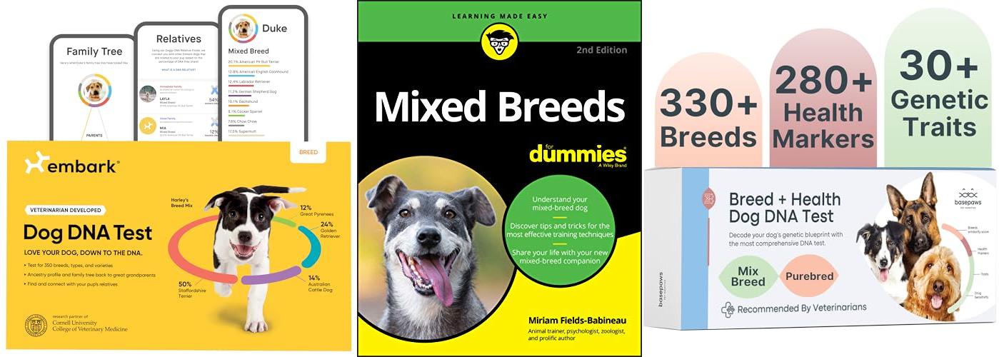 Best Mixed Breed Dog - Top 5 Picks & Review - AnimalsPick