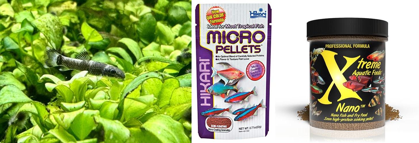 Best Nano Fish - Top 5 Picks & Review - AnimalsPick