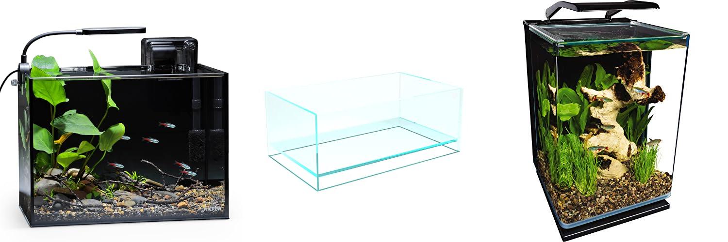 Best Nano Tank Fish - Top 5 Picks & Review - AnimalsPick