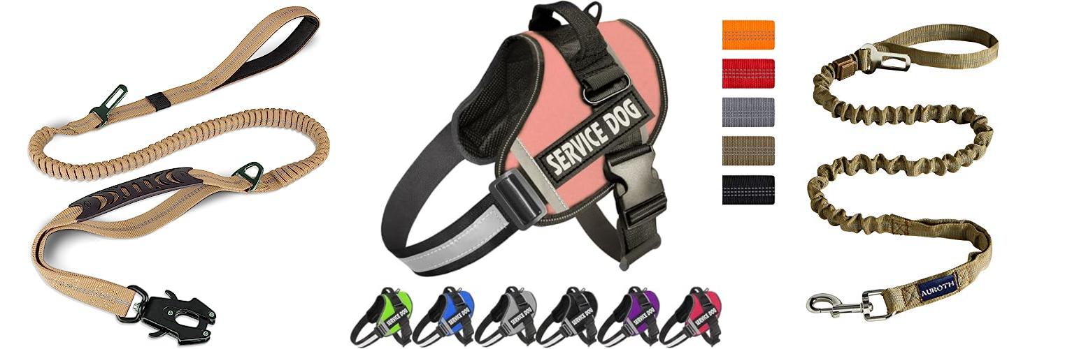 Top 5 Off Leash Dog Breeds: A Comprehensive Guide - AnimalsPick