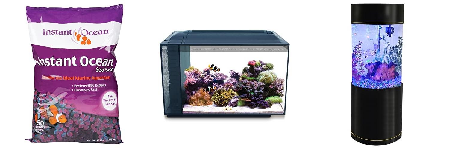 Top 5 Saltwater Fish For Your Tank: Buyer's Guide - AnimalsPick