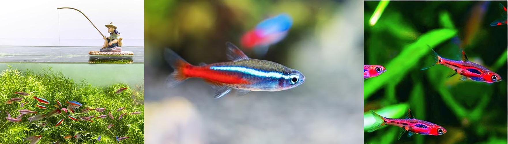 Top 5 Schooling Fish For Aquariums: Your Guide - AnimalsPick