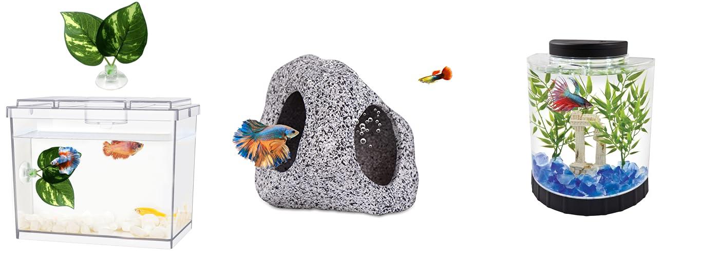 Best Small Fish For Small Tank - Top 5 Picks & Review - AnimalsPick