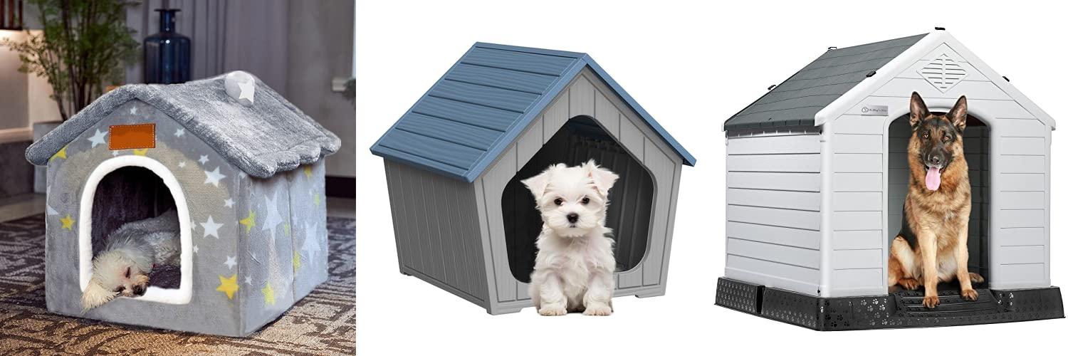 Top 5 Small House Dogs: Your Best Companion Guide - AnimalsPick