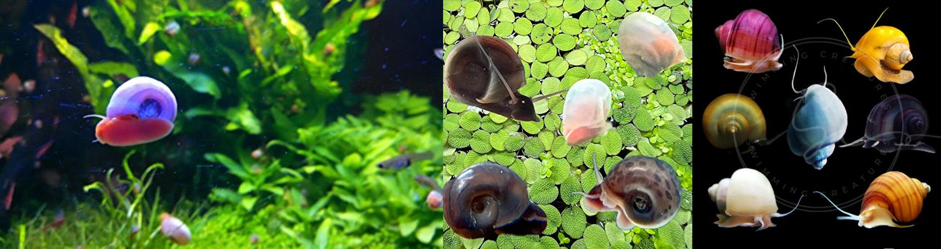 Best Snails For Fish Tank - Top 5 Picks & Review - AnimalsPick