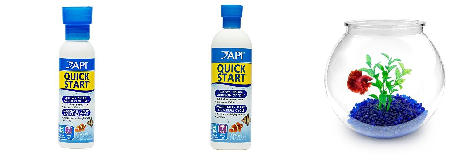 Best Starter Fish - Top 5 Picks & Review - AnimalsPick