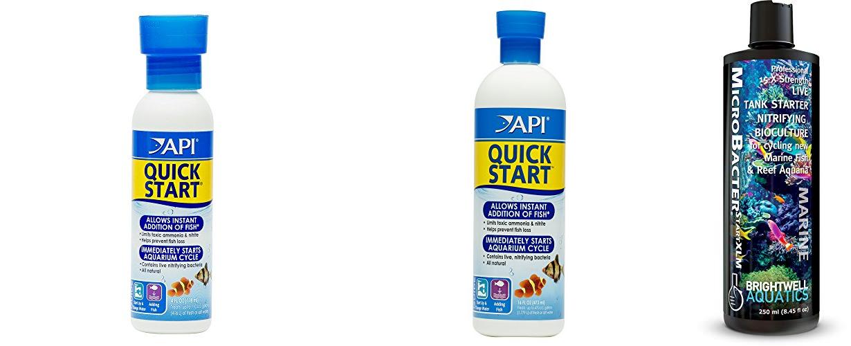 Top 5 Beginner Saltwater Fish: Your Easy Guide - AnimalsPick