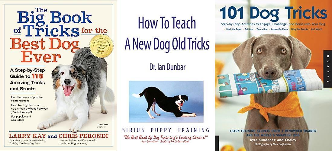 Top 5 Dog Training Tricks: Your Essential Guide - AnimalsPick