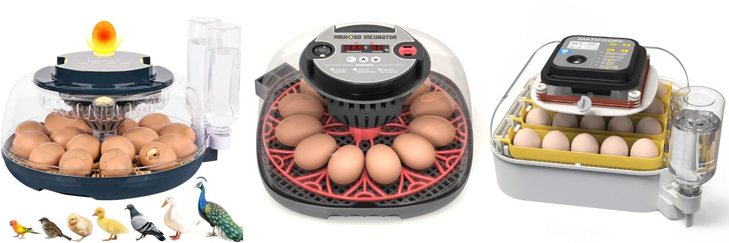 Top 5 Chicken Incubators: Your Hatching Guide - AnimalsPick